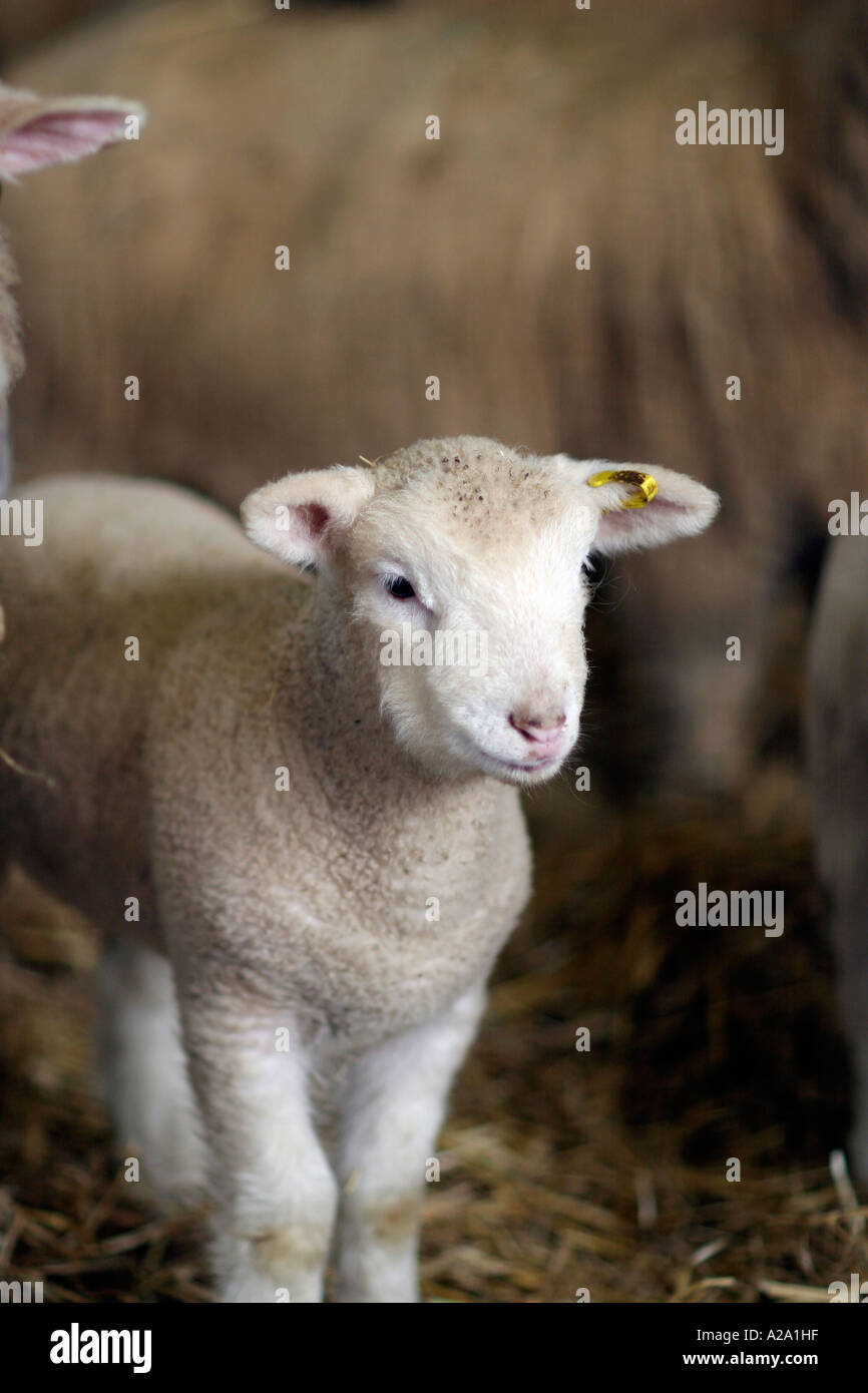 Welsh Lamb meat industry livestock farming farm Stock Photo - Alamy