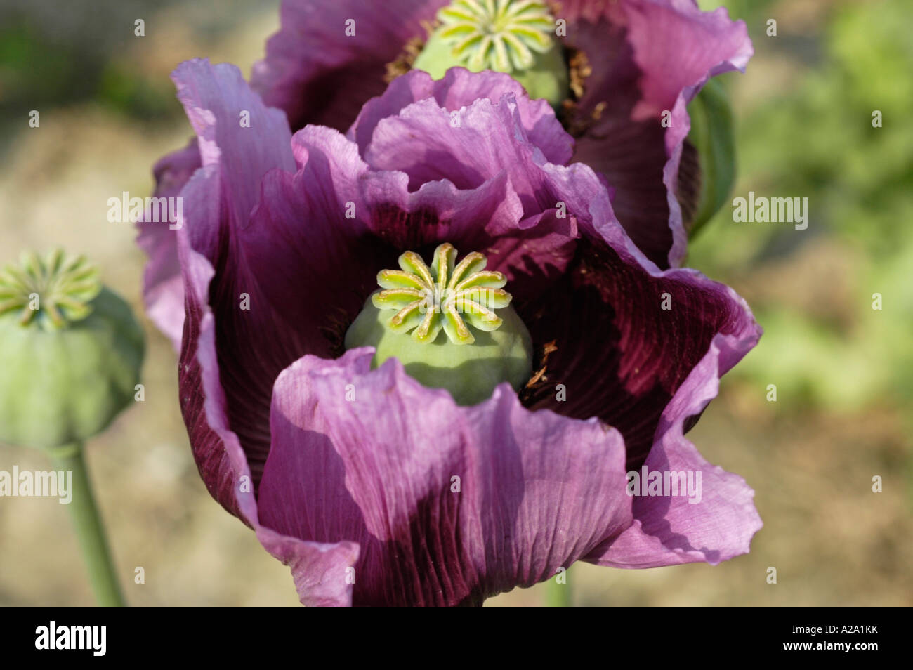field with violet corn poppy, papaver sp Stock Photo - Alamy