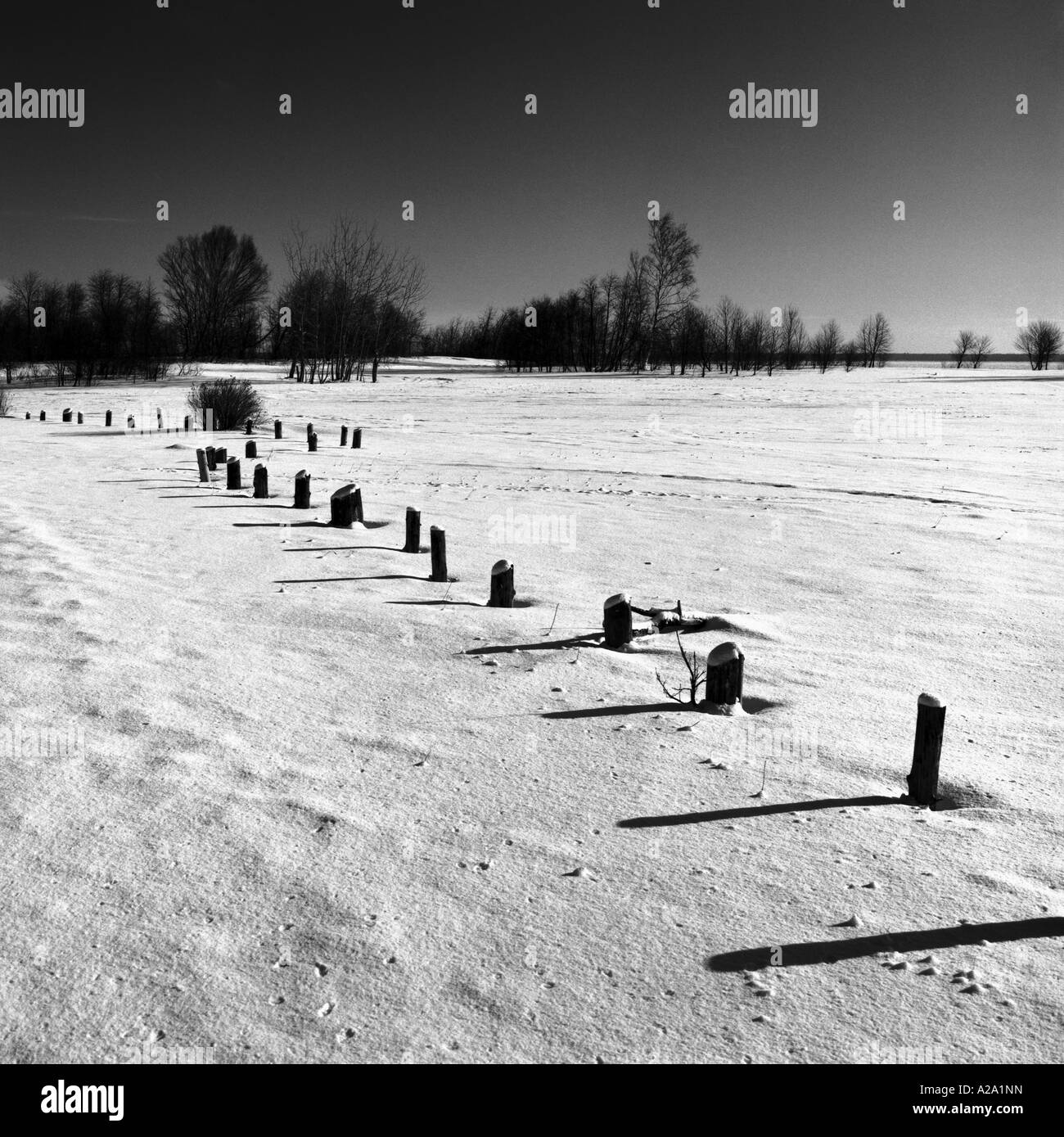Tree stump frost Black and White Stock Photos & Images - Alamy
