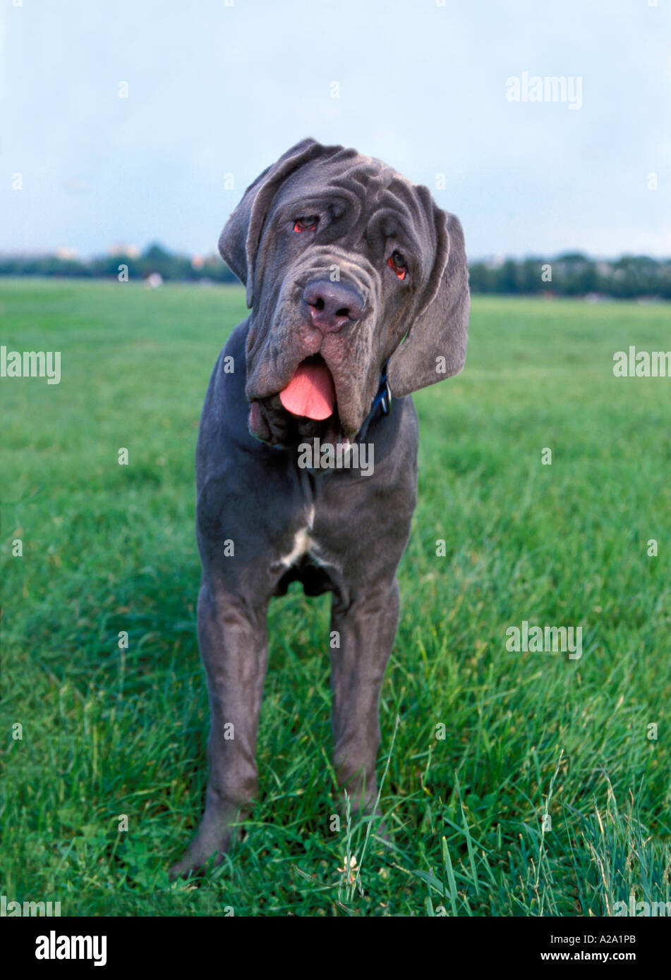 Neapolitan mastiff dog standing hi-res stock photography and images - Alamy