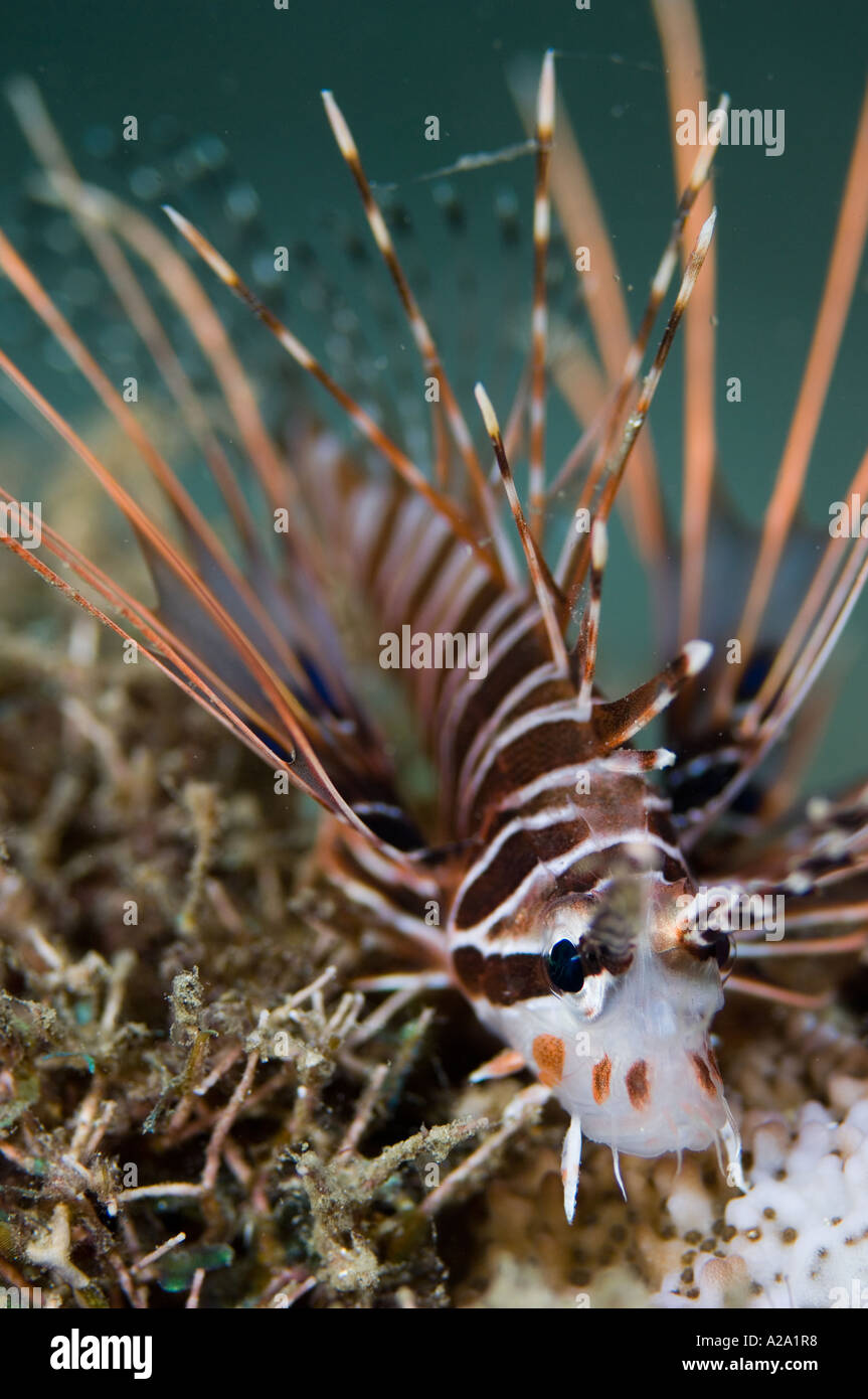 Spikey fish hi-res stock photography and images - Alamy