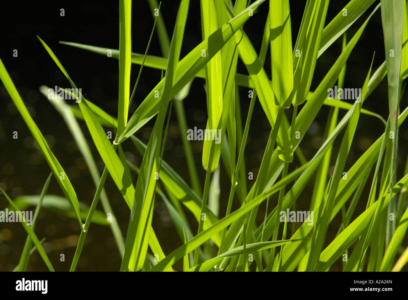reed grass, fresh spring time green Stock Photo - Alamy