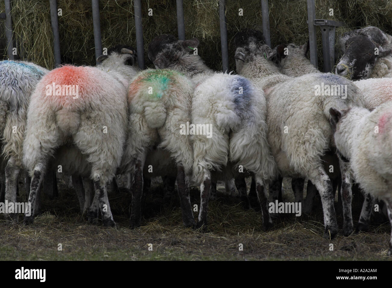 Amusing rear view of sheep flock eating hay (winter feed) from large ...