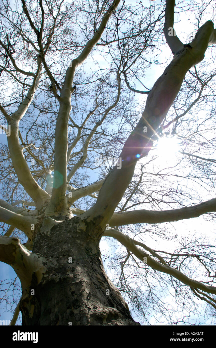 sycamore tree in spring time, without leaves Stock Photo - Alamy