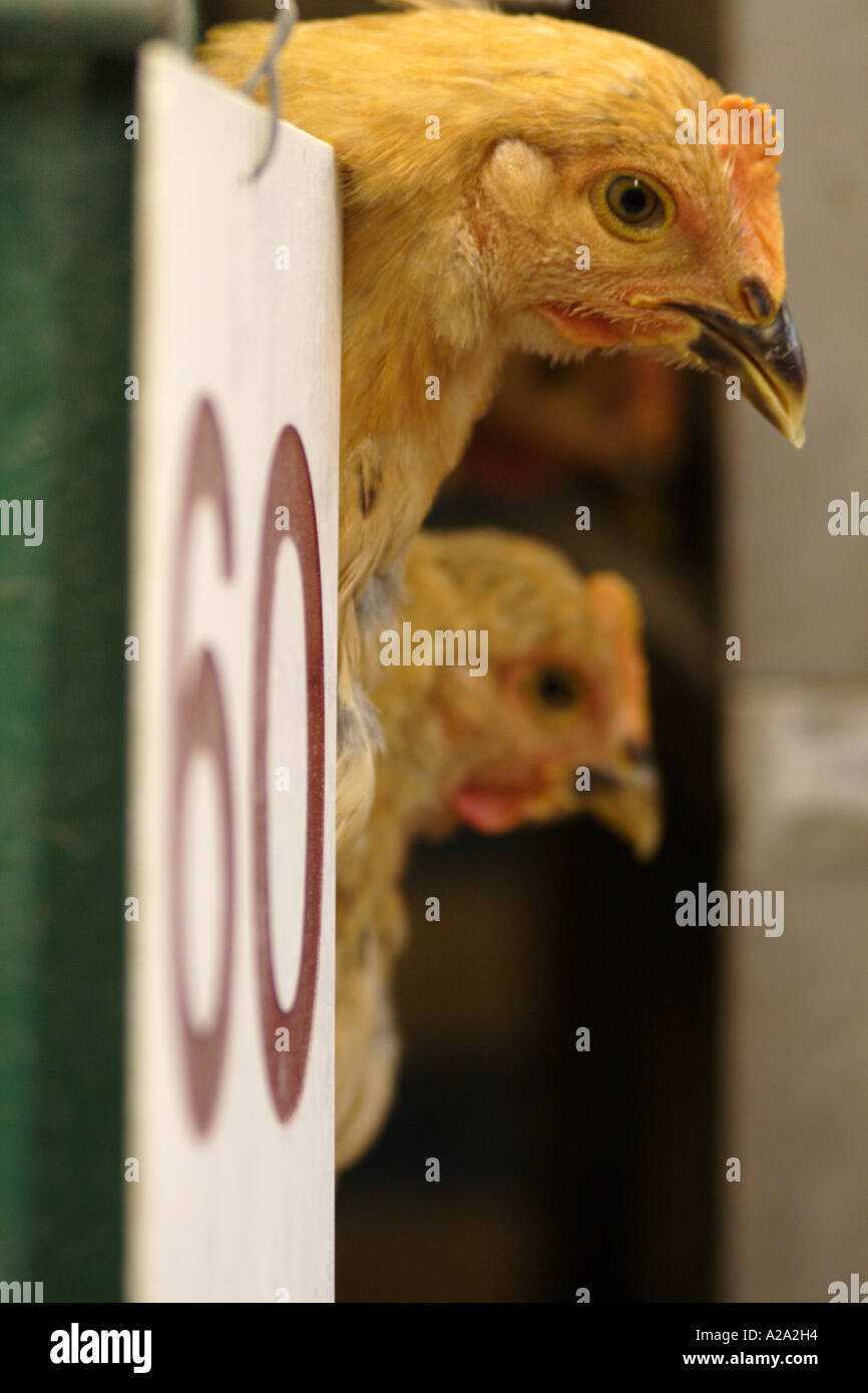 Live chickens hi-res stock photography and images - Alamy