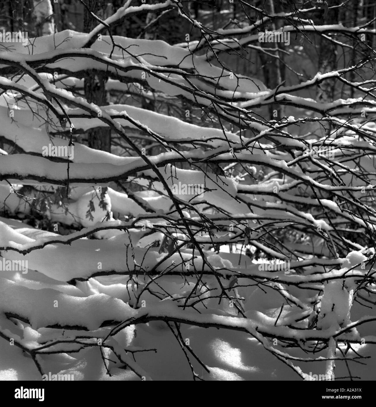 Black tree branches Black and White Stock Photos & Images - Alamy