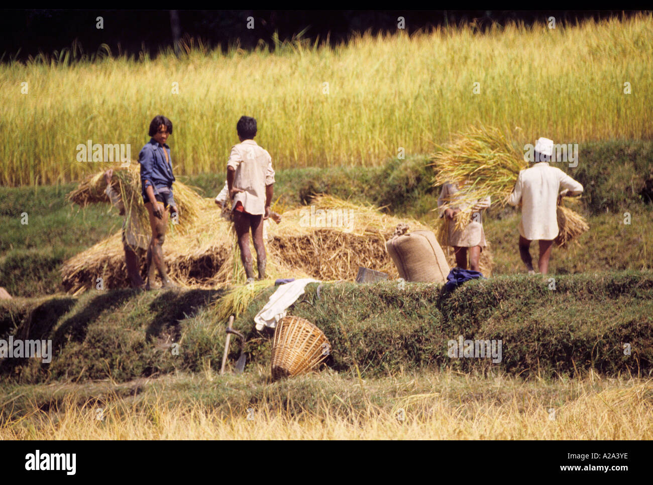 men boy rice field Nepal Asia candid unposed winnowing grain on mat ...