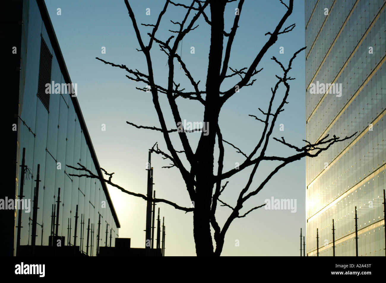 Vienna, Danube City, modern architecture, tree in the winter Stock ...
