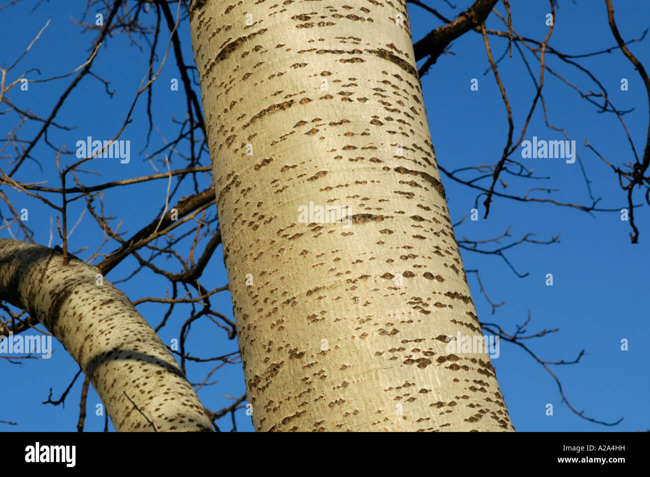 white bark of poplar tree Stock Photo - Alamy