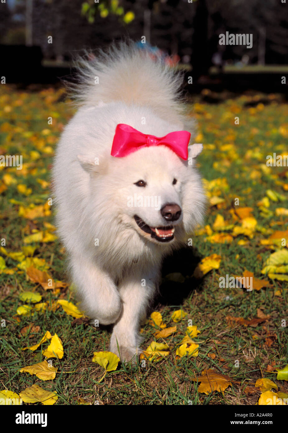 White dog with red ribbon walking Stock Photo - Alamy