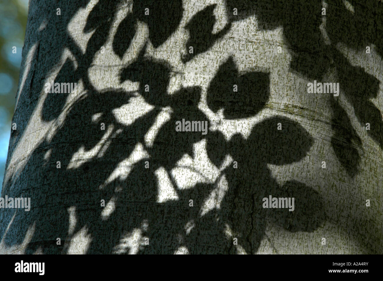 beech tree, tree trunk, shadow of leaves, beech tree Stock Photo - Alamy