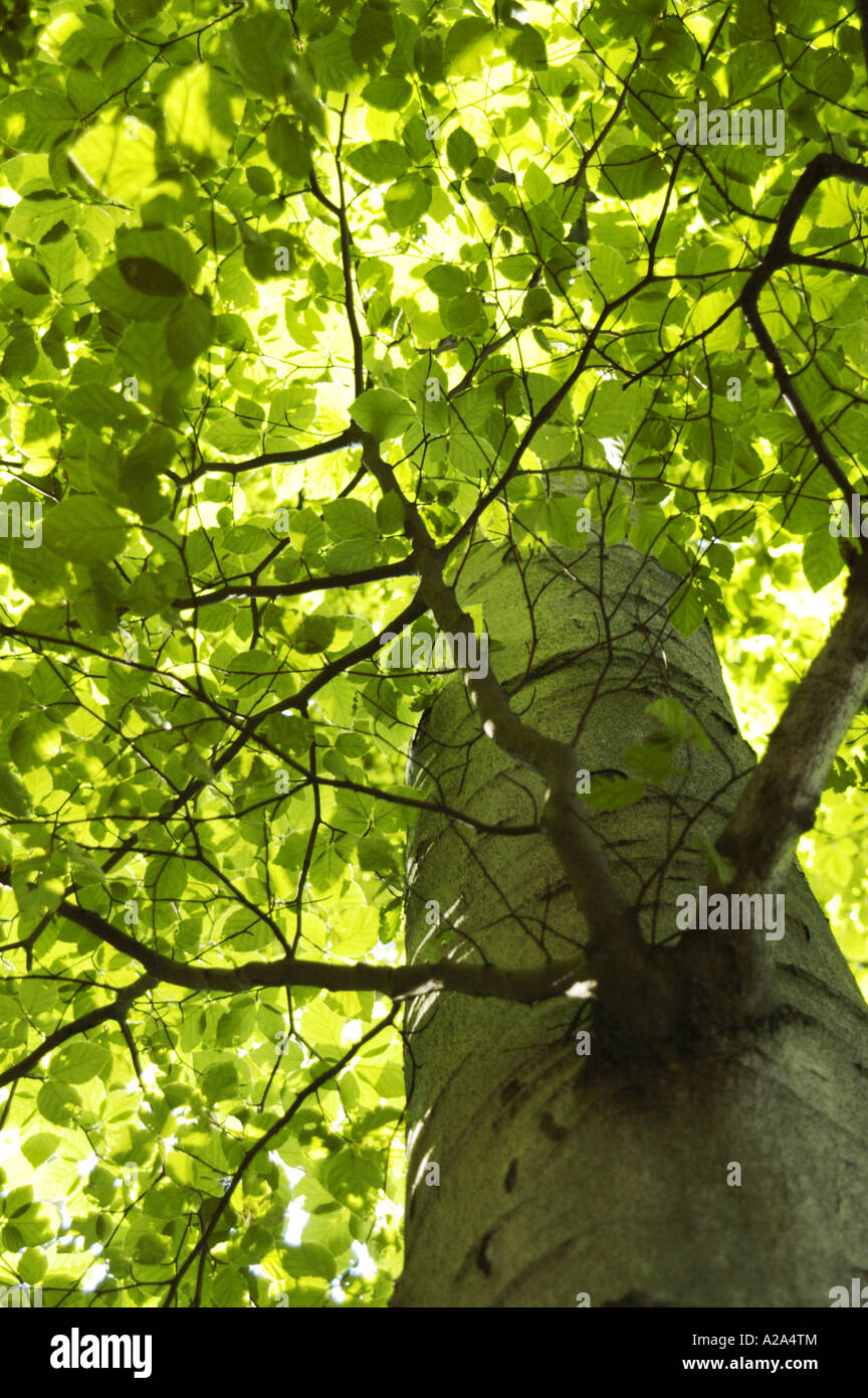 beech tree, trunk, leaves, springtime Stock Photo - Alamy
