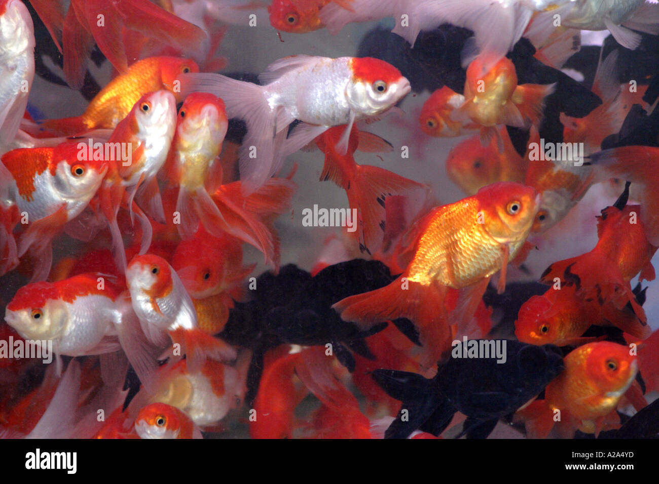 Goldfish in a tank Stock Photo - Alamy