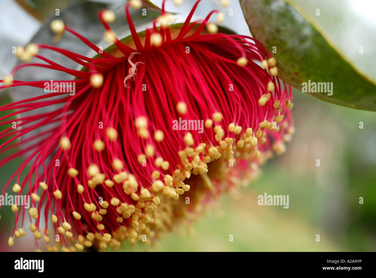 "White Flower Spider", Thomisus spectabilis, hiding in flower of ...