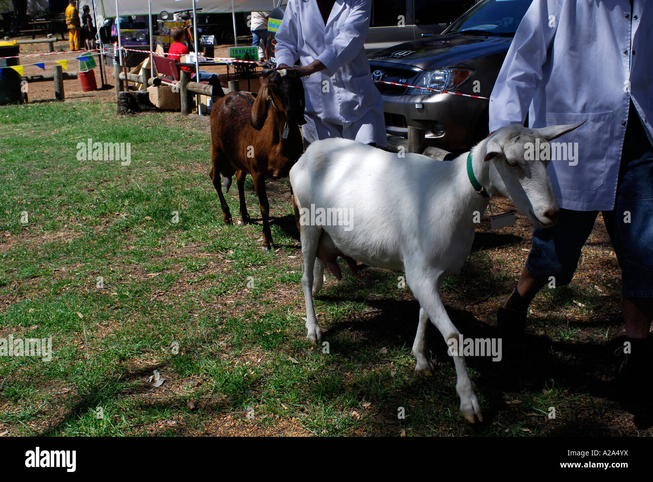 goats parade past the judge, goat juding, Gidegannup Show, Western ...