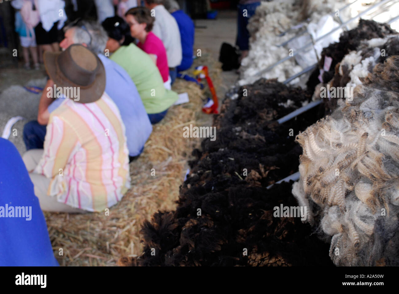 contestants await the result of wool judging competition, fleece piled ...
