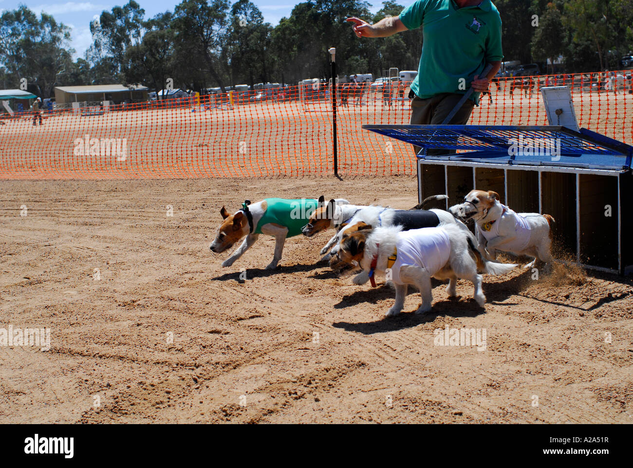 Jack Russell dogs bursting out of starting gates at beginning of race ...