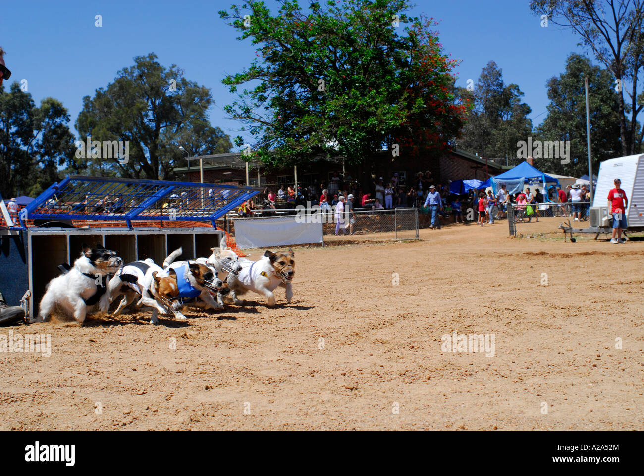 Jack Russell dogs bursting out of starting gates at start of race Stock ...