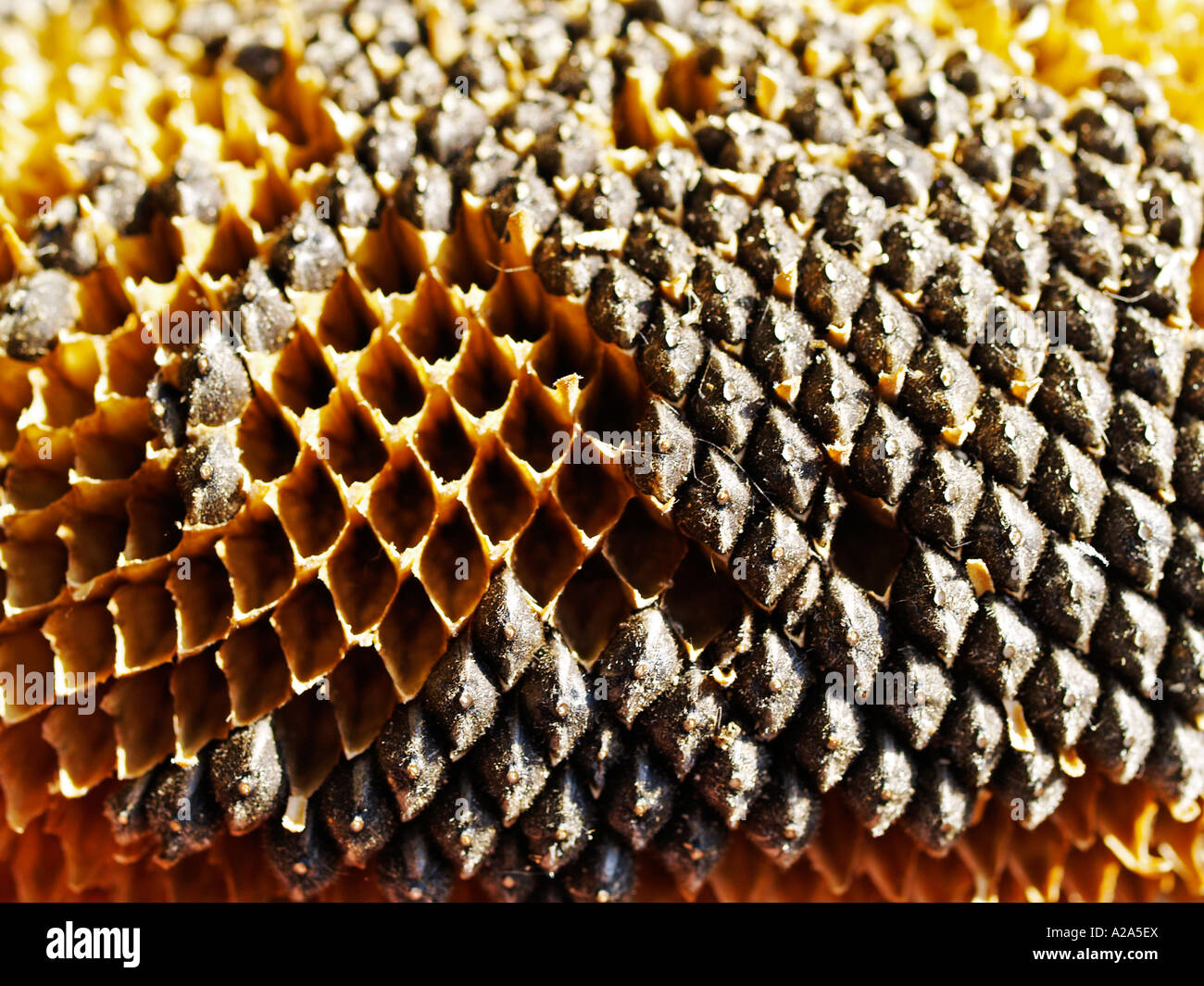 sun flower, dried, seeds Stock Photo - Alamy