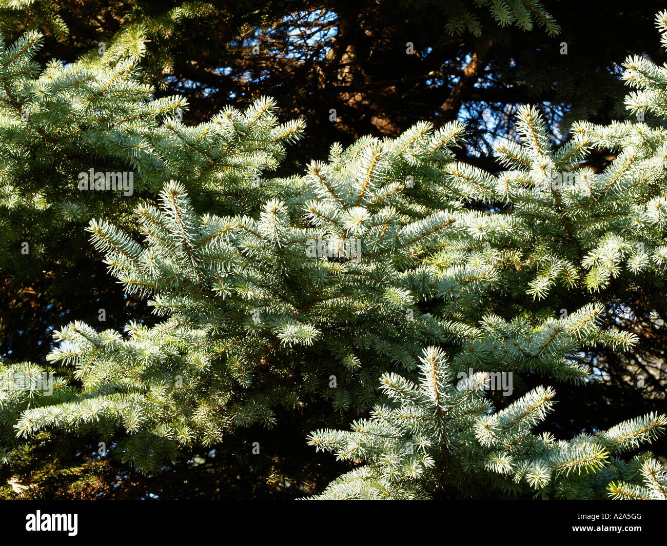 fir tree, silver garden variation Stock Photo - Alamy