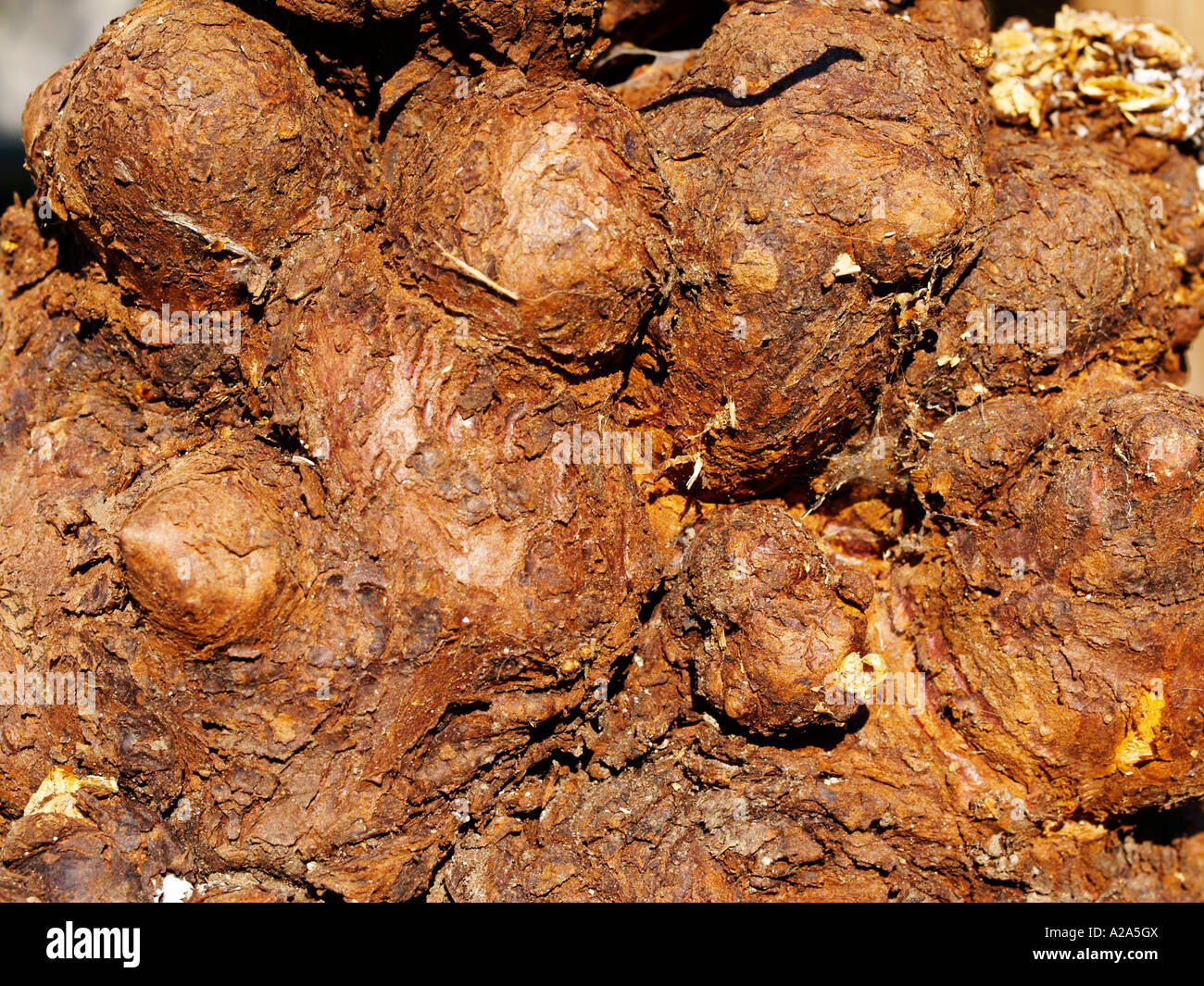 Rootstock hi-res stock photography and images - Alamy