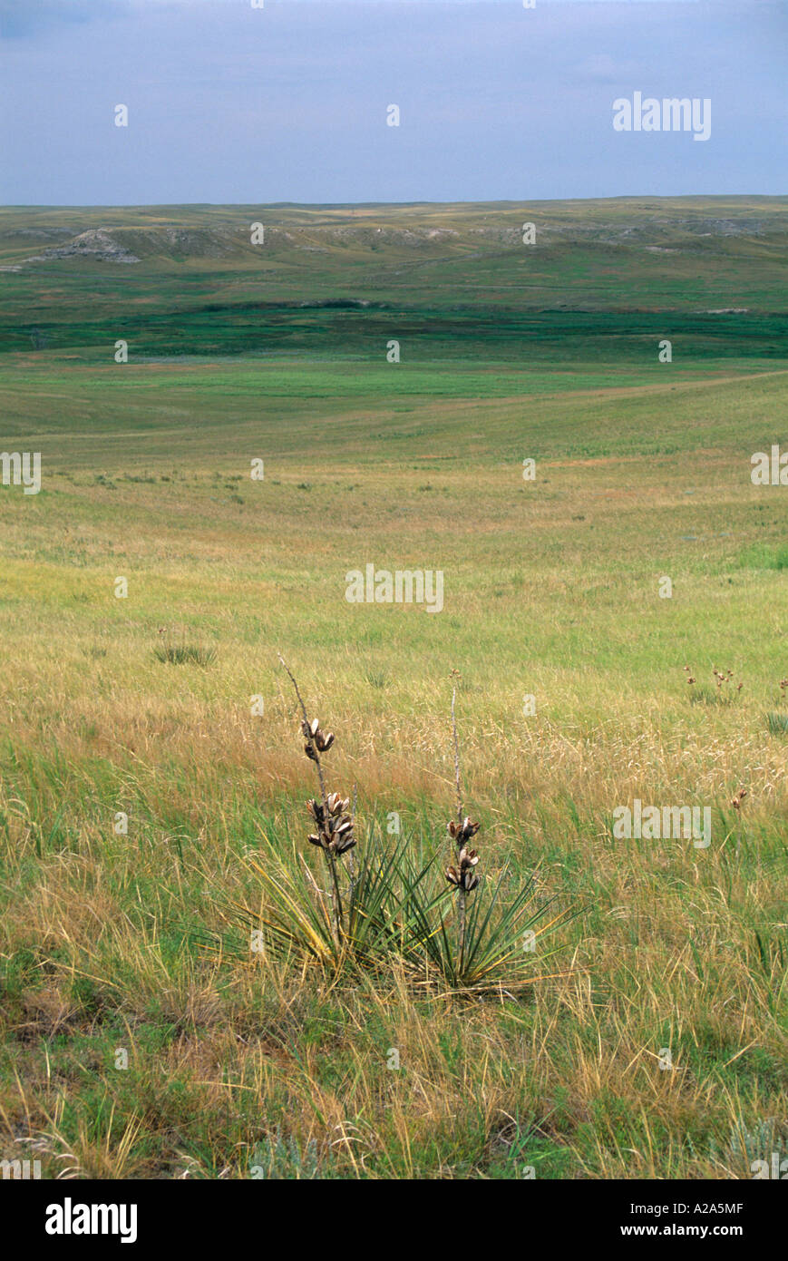Prairie agate hi-res stock photography and images - Alamy