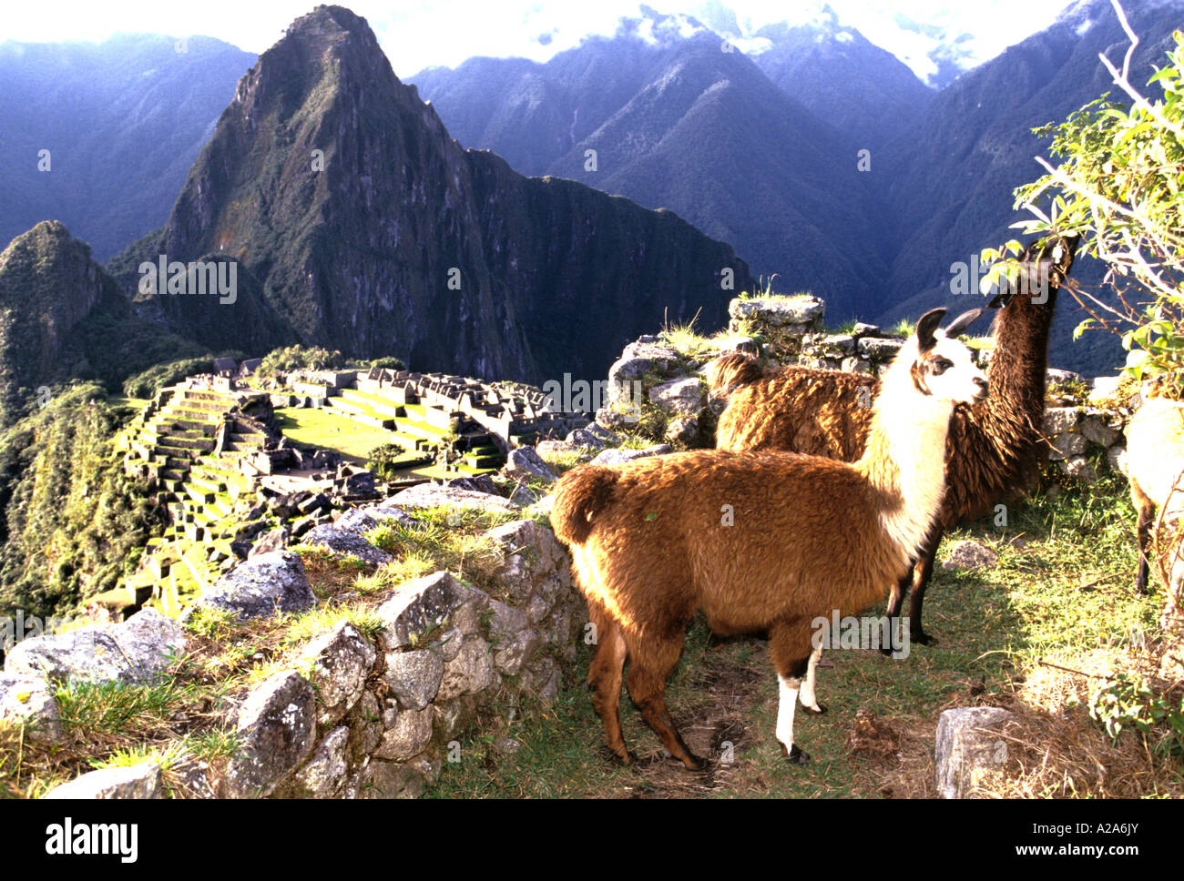 Inca trail animals hi-res stock photography and images - Alamy