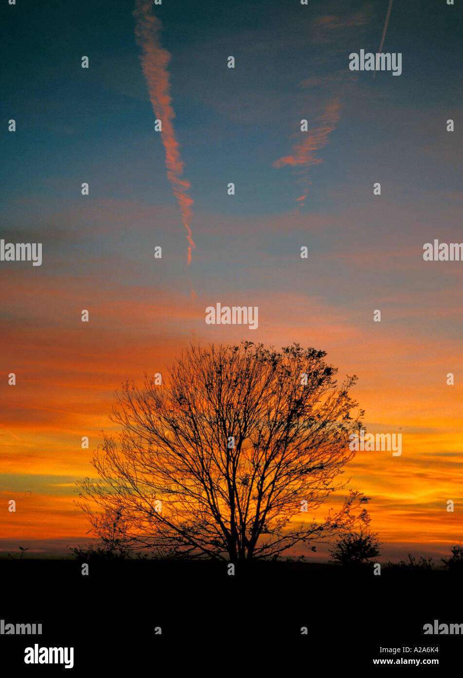 Sunset Tree and plane traces Stock Photo - Alamy