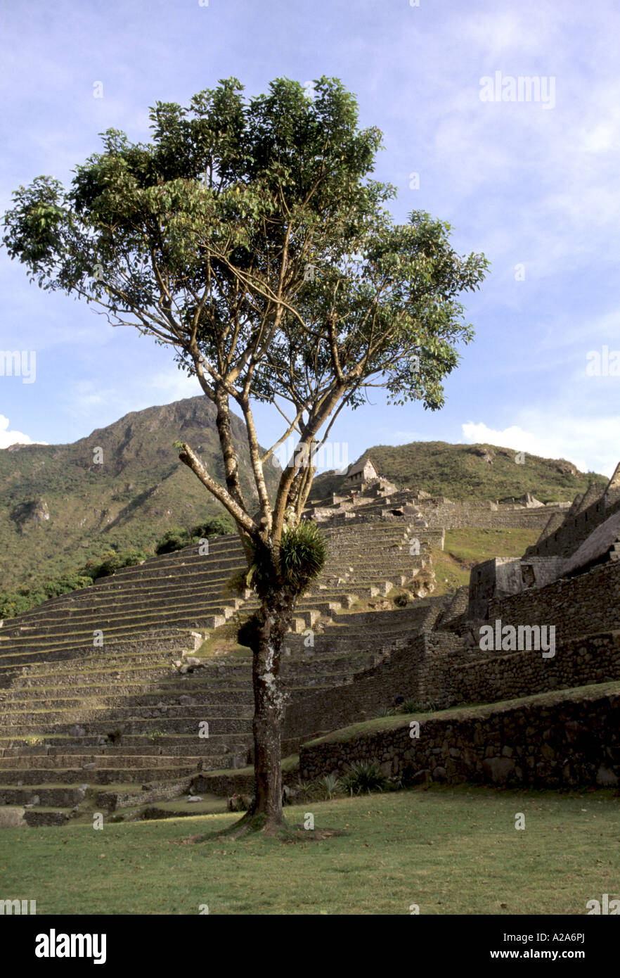 Tree in the Incan ruins of Machu Picchu Peru Stock Photo - Alamy
