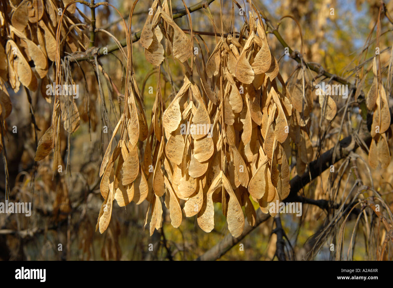 Characteristic seeds hi-res stock photography and images - Alamy