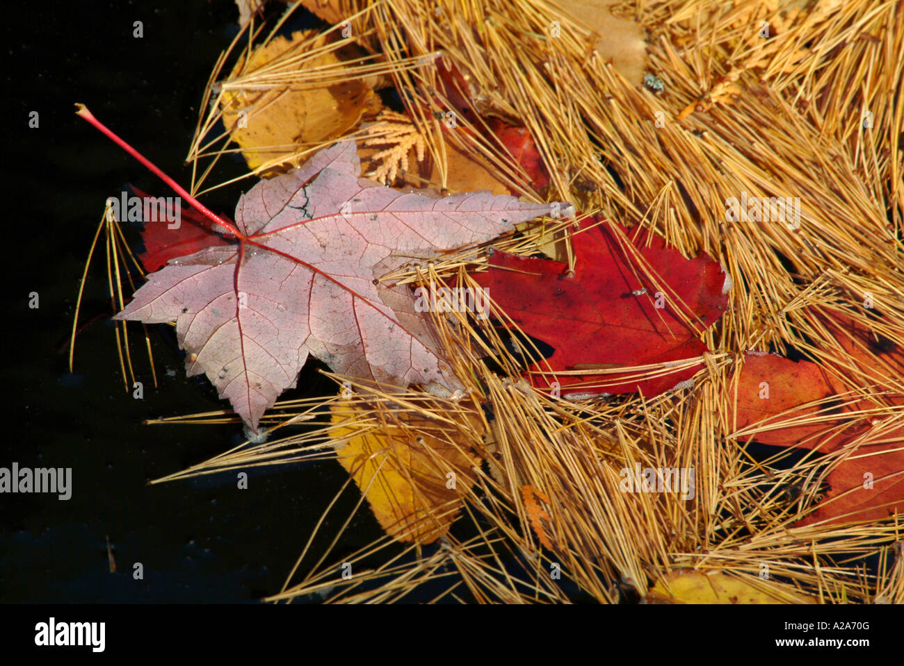 Leaves and grass float on the water Stock Photo - Alamy