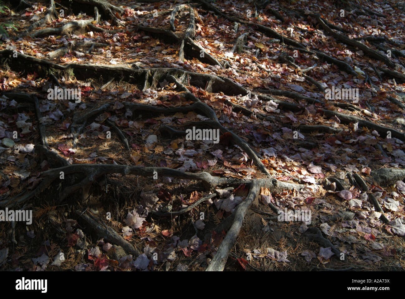Autumn Leaf Leaves sky sunlight red green color colorful tree trees ...