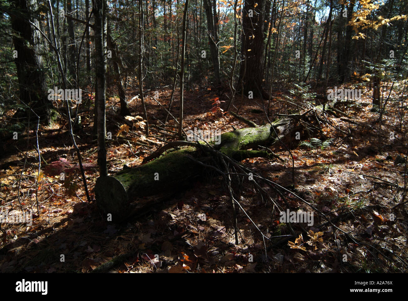 Autumn Leaf Leaves sky sunlight red green color colorful tree trees ...