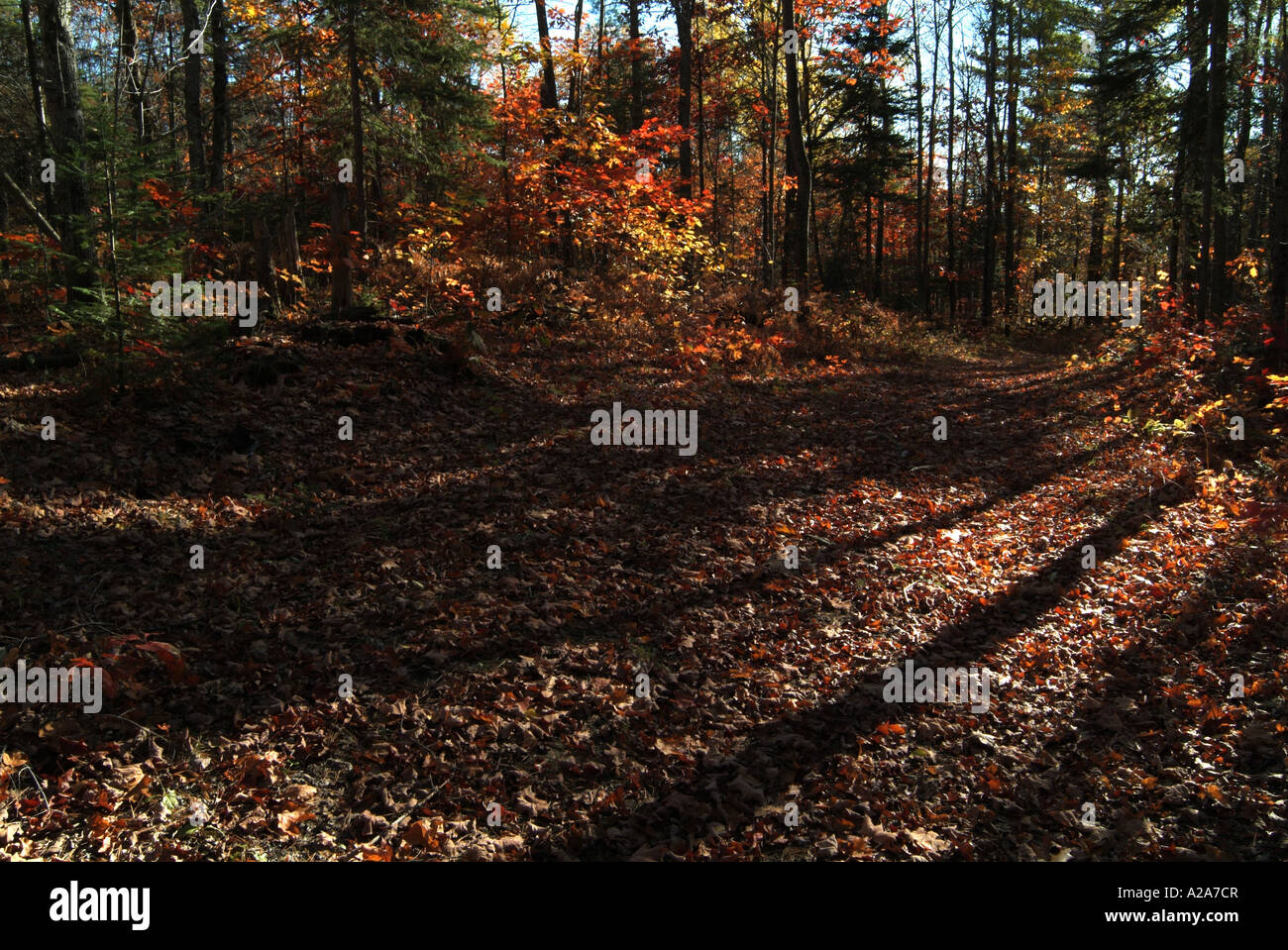 Autumn Leaf Leaves sky sunlight red green color colorful tree trees ...