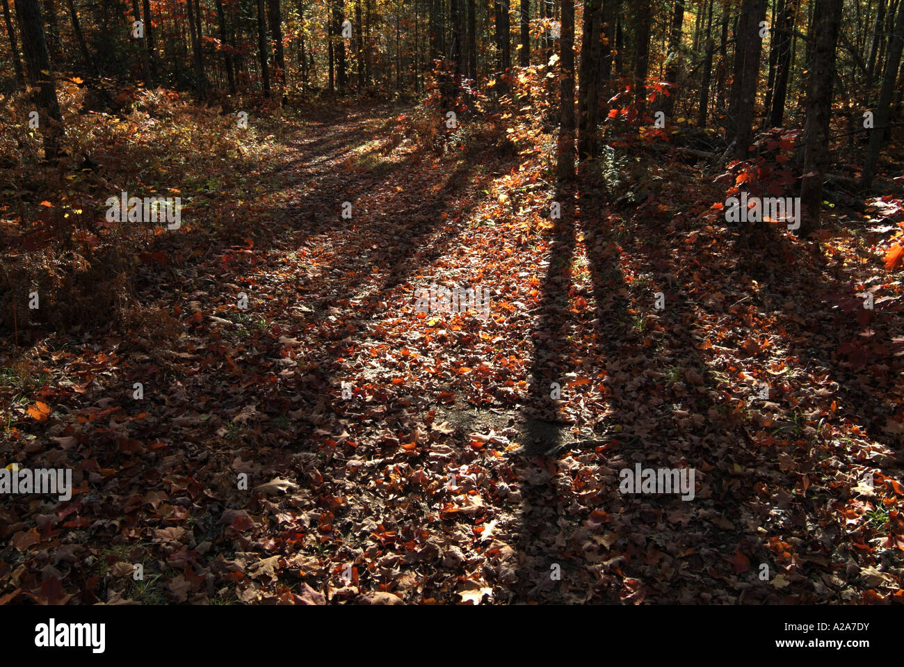 Autumn Leaf Leaves sky sunlight red green color colorful tree trees ...