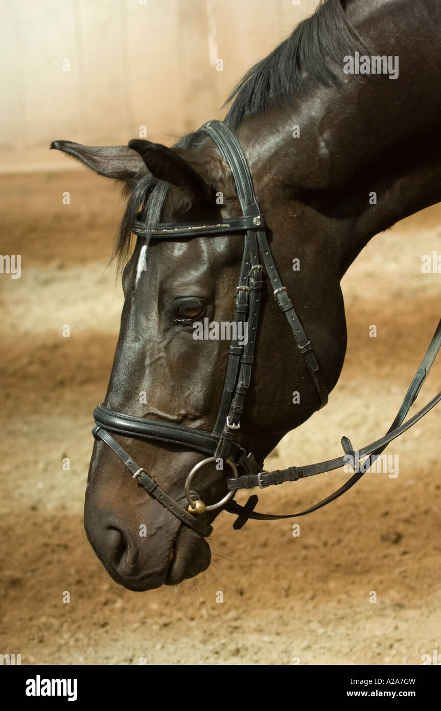 Riding Hall High Resolution Stock Photography and Images - Alamy