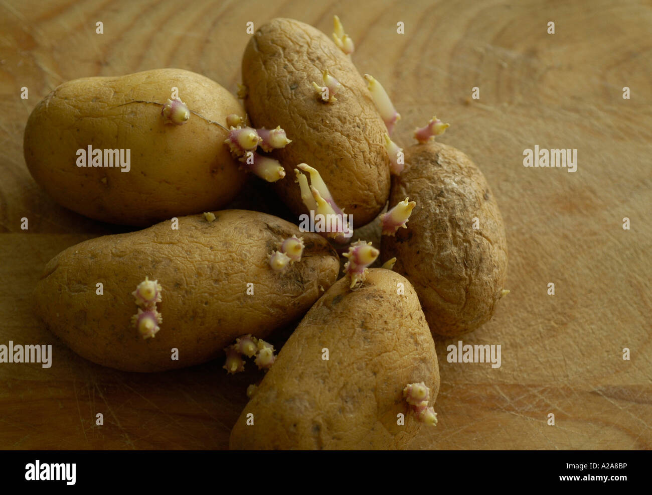 potatoesprout, sprouted potatoe Stock Photo - Alamy