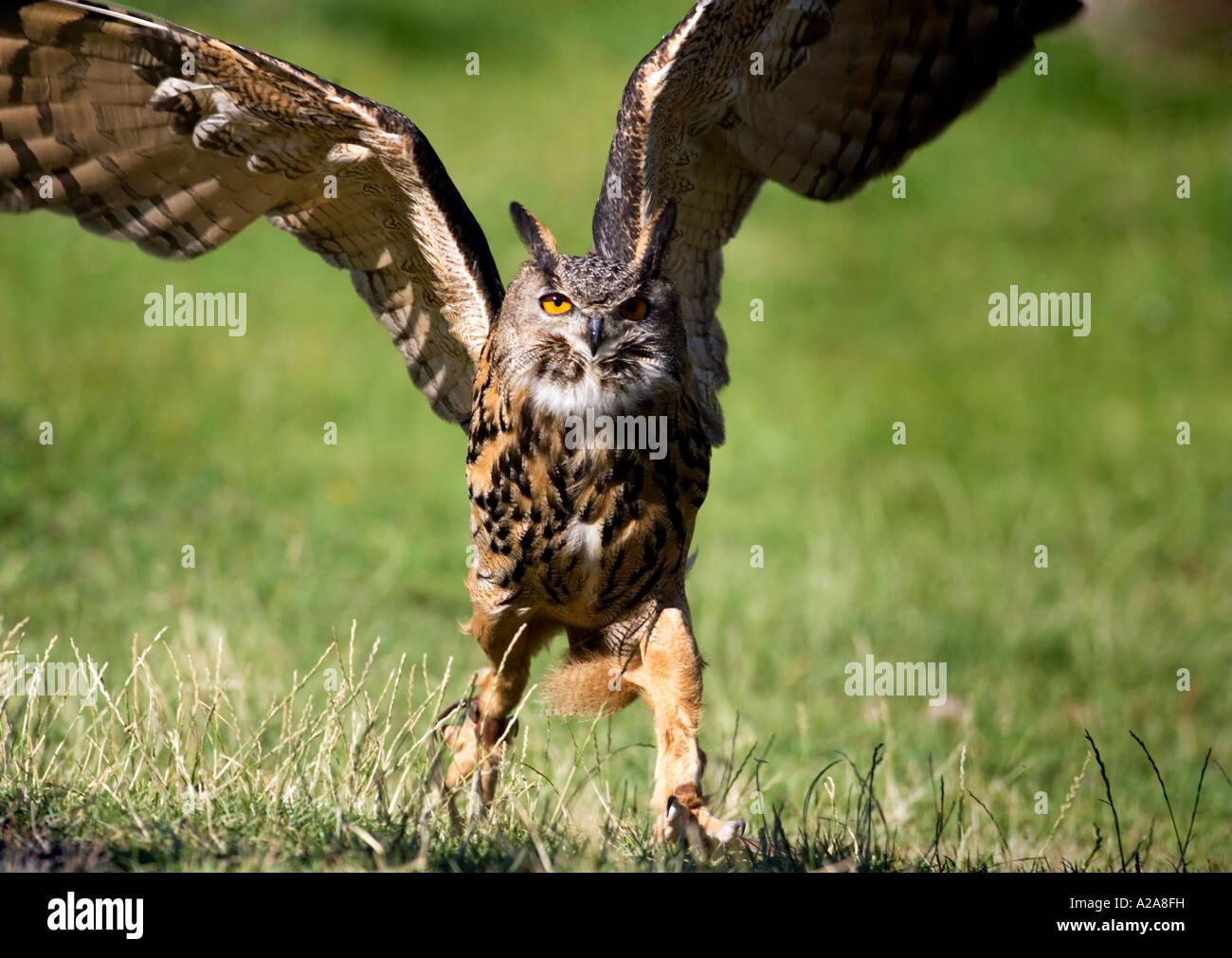 Eagle Owl (Bubo bubo Stock Photo - Alamy