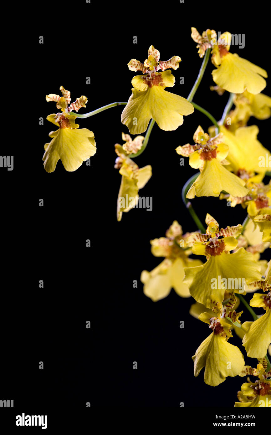 Oncidium (Oncidium variegatum Stock Photo - Alamy