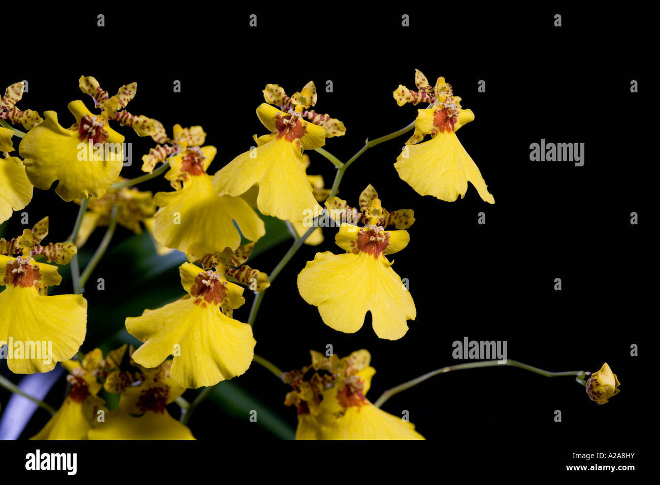 Oncidium hi-res stock photography and images - Alamy