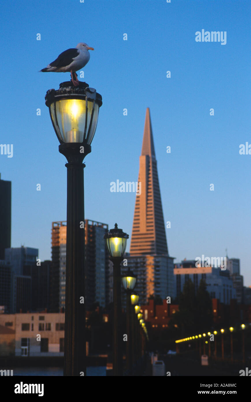 Transamerica pyramid from pier san hi-res stock photography and images ...