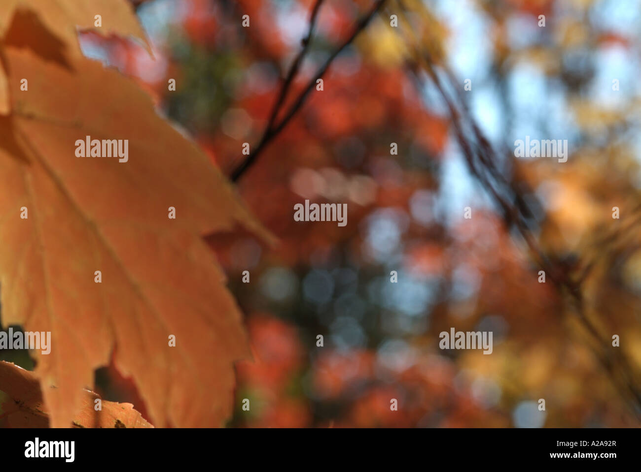 A withered leaf Stock Photo - Alamy