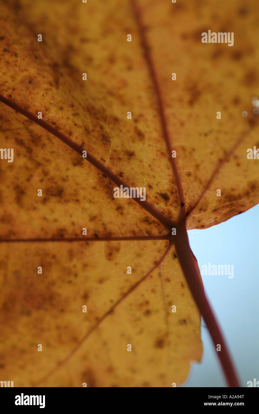 A withered leaf Stock Photo - Alamy