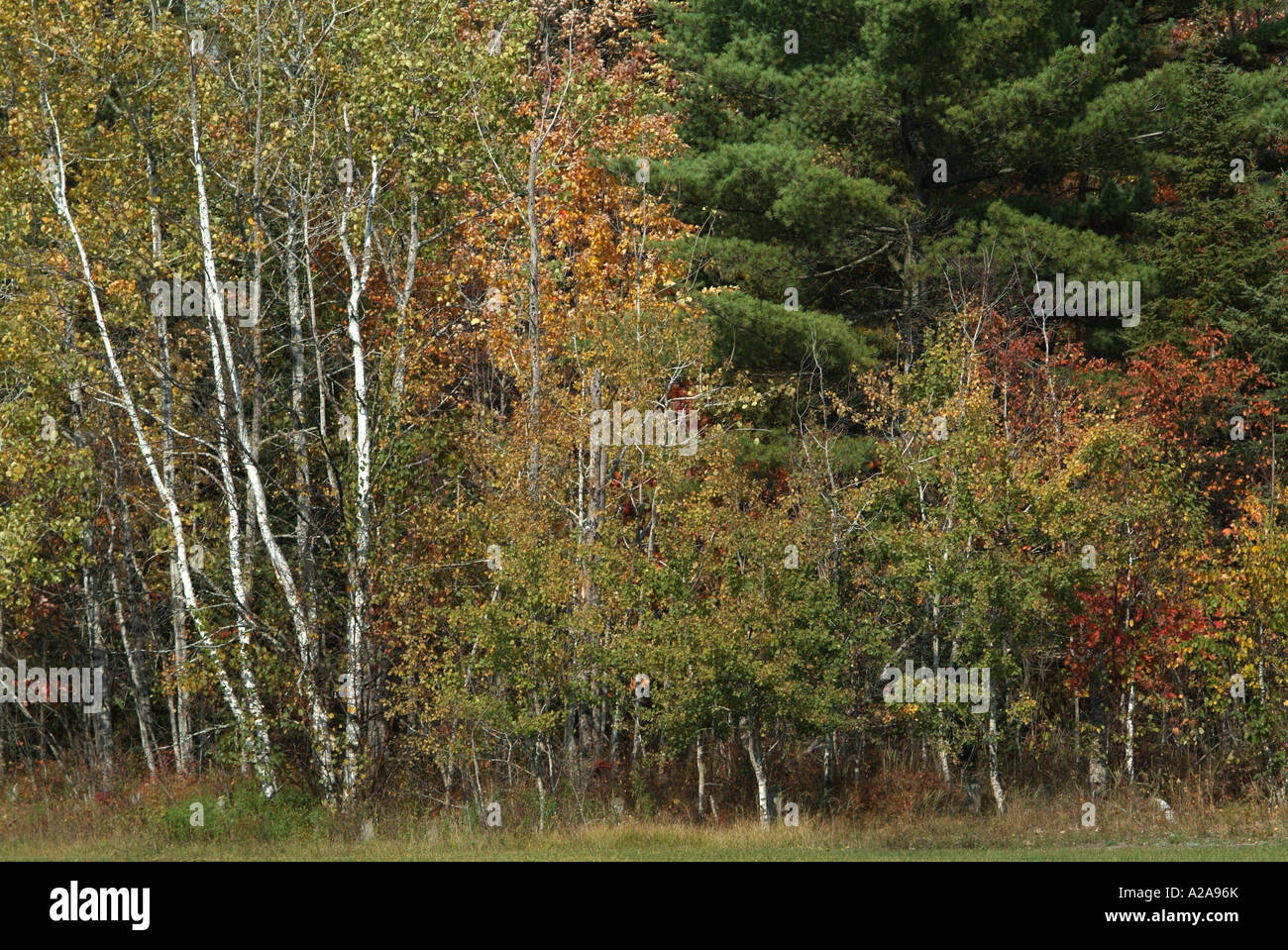 Autumn Leaf Leaves sky sunlight red green color colorful tree trees ...