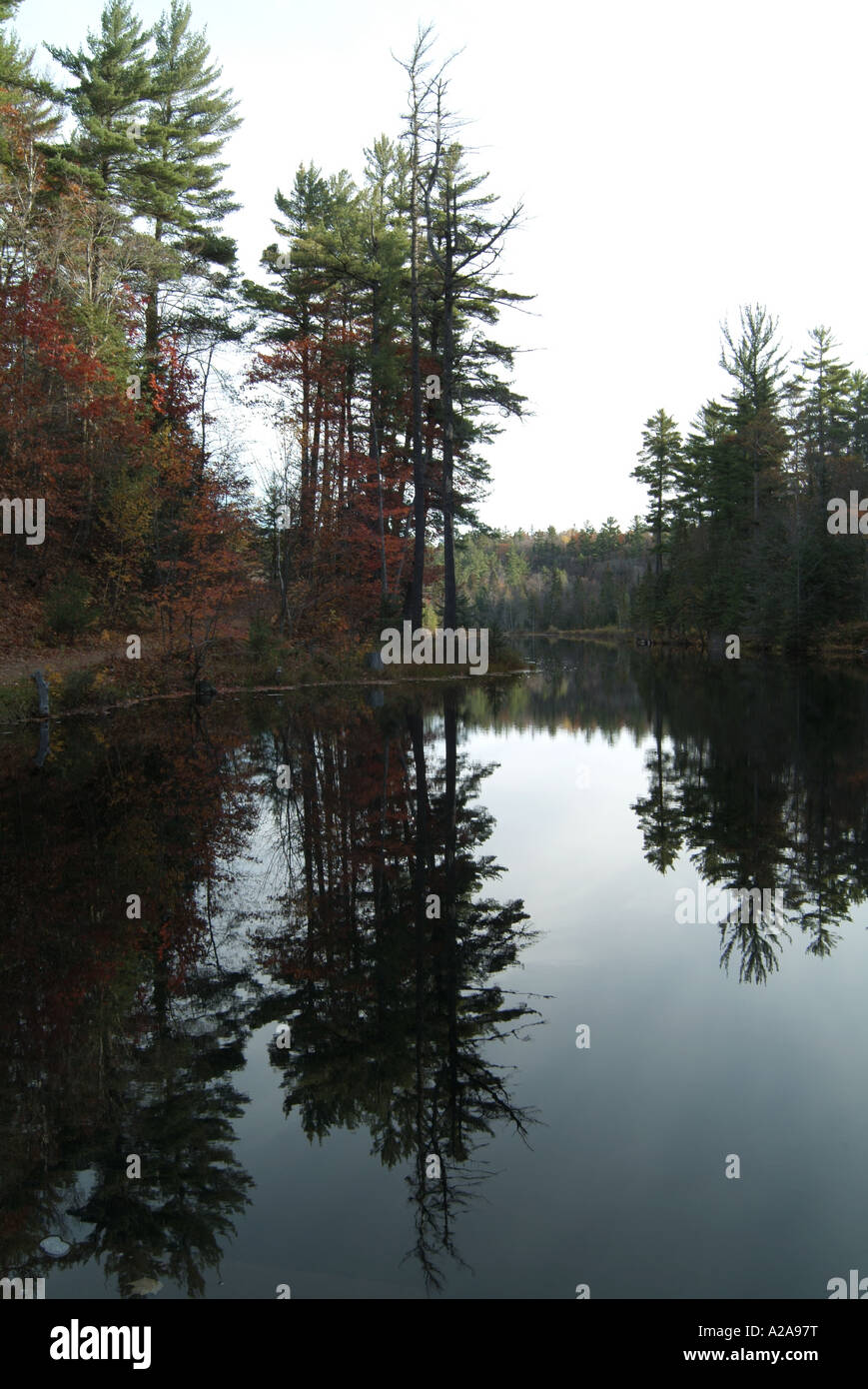 Autumn Leaf Leaves sky sunlight red green color colorful tree trees ...
