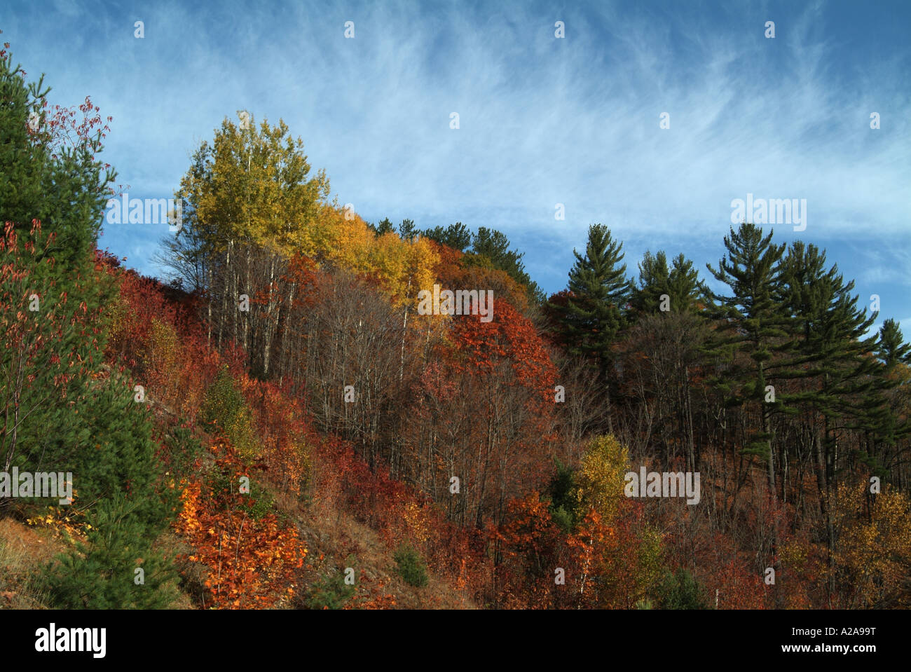 Autumn Leaf Leaves sky sunlight red green color colorful tree trees ...