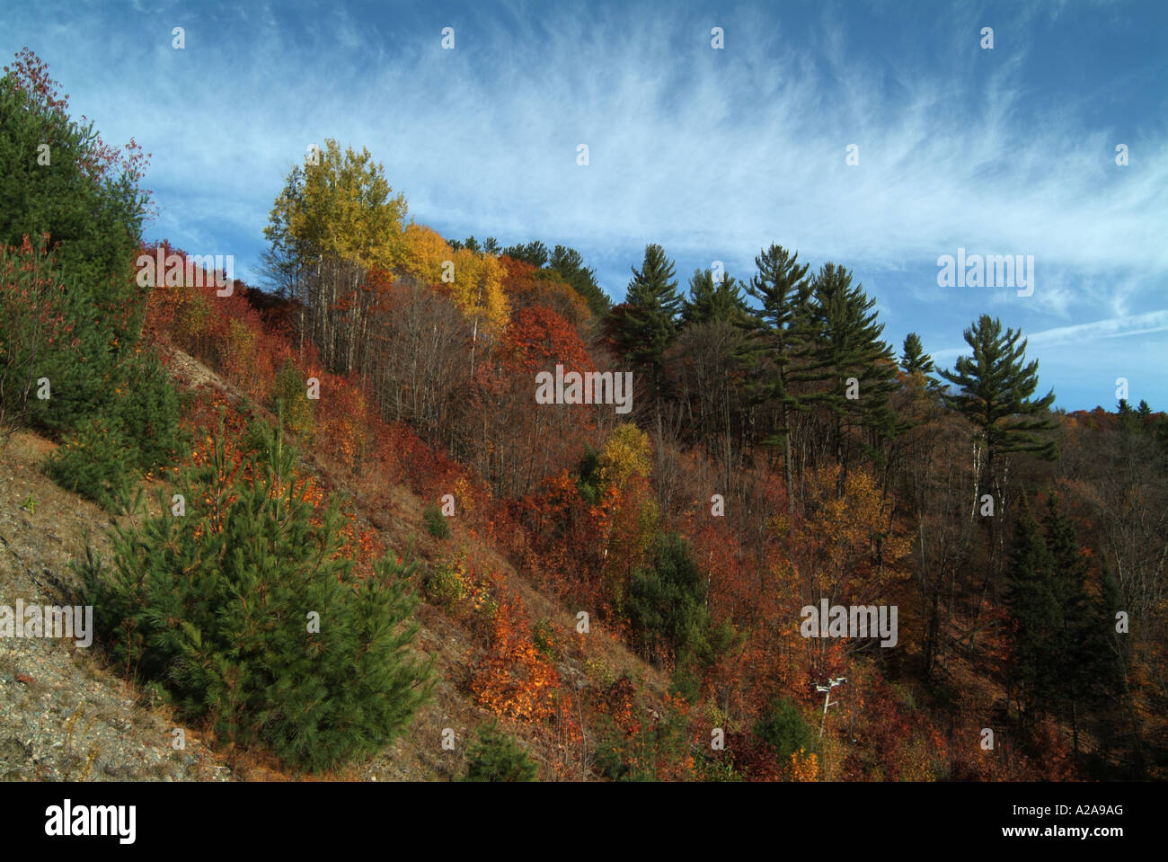 Autumn Leaf Leaves sky sunlight red green color colorful tree trees ...