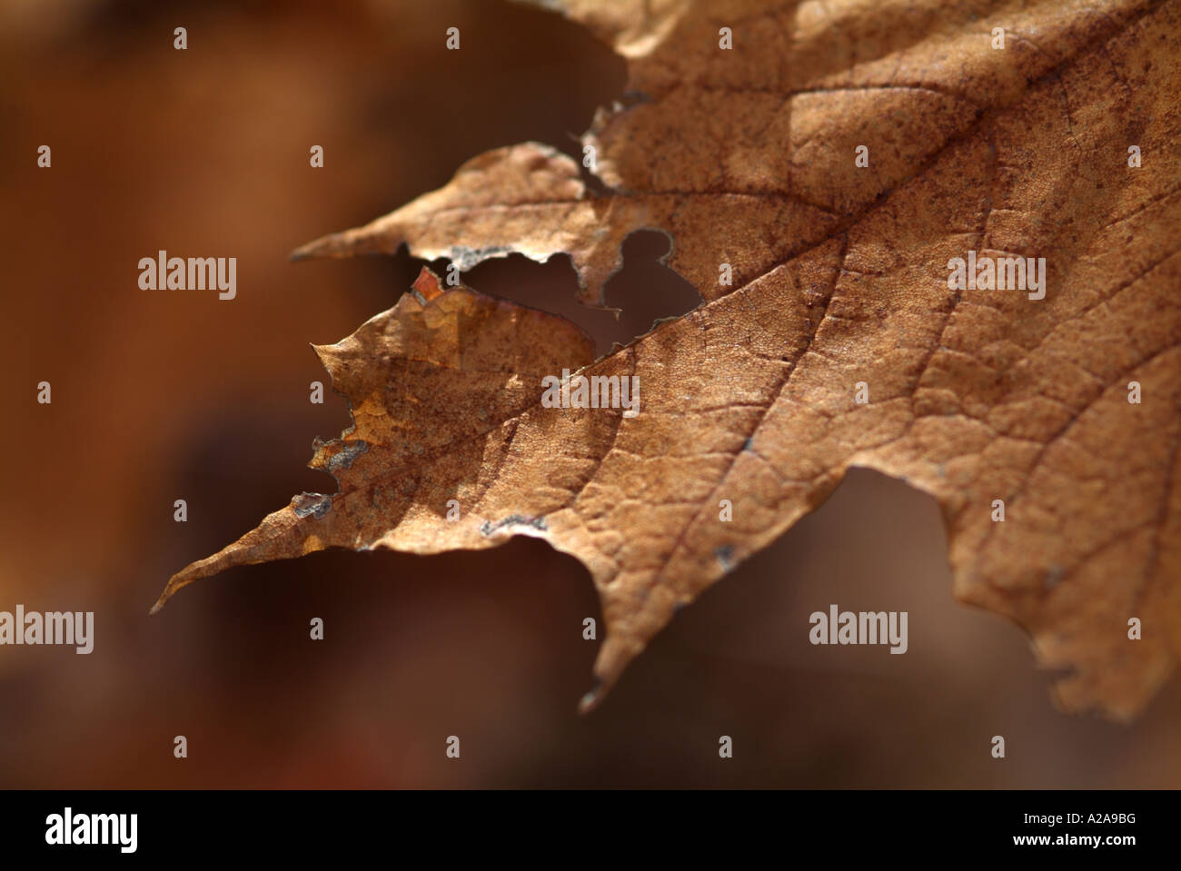 A rotten leaf in autumn Stock Photo - Alamy