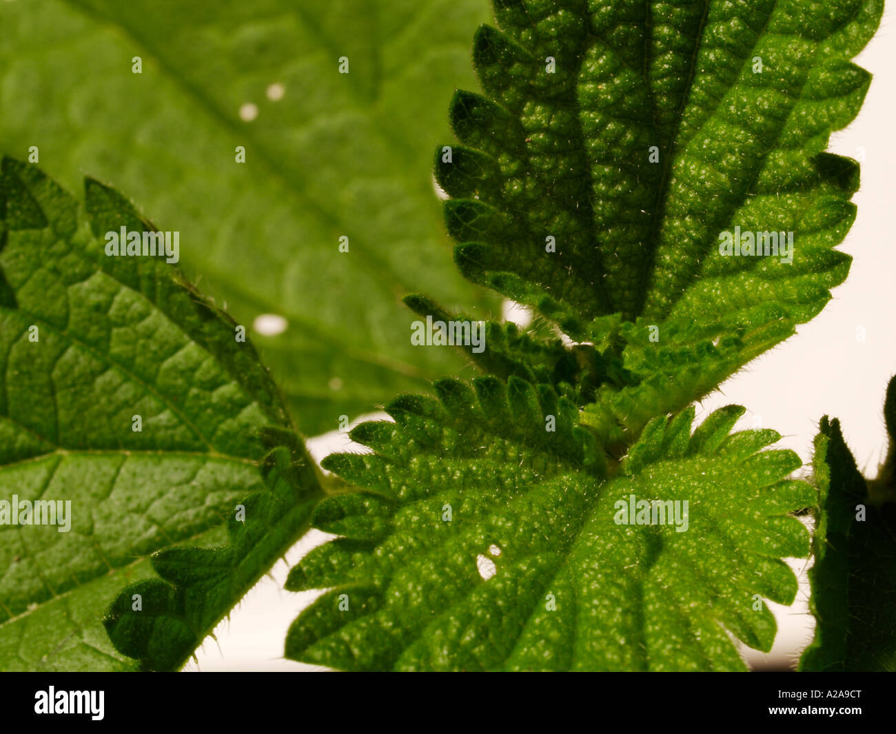 Burn nettle hi-res stock photography and images - Alamy
