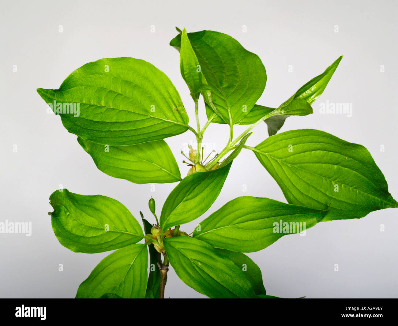 Cornus mas plant hi-res stock photography and images - Alamy